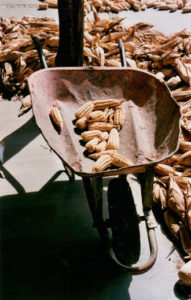 Corn, beans and squash: the life cycle of the milpa - MexConnect