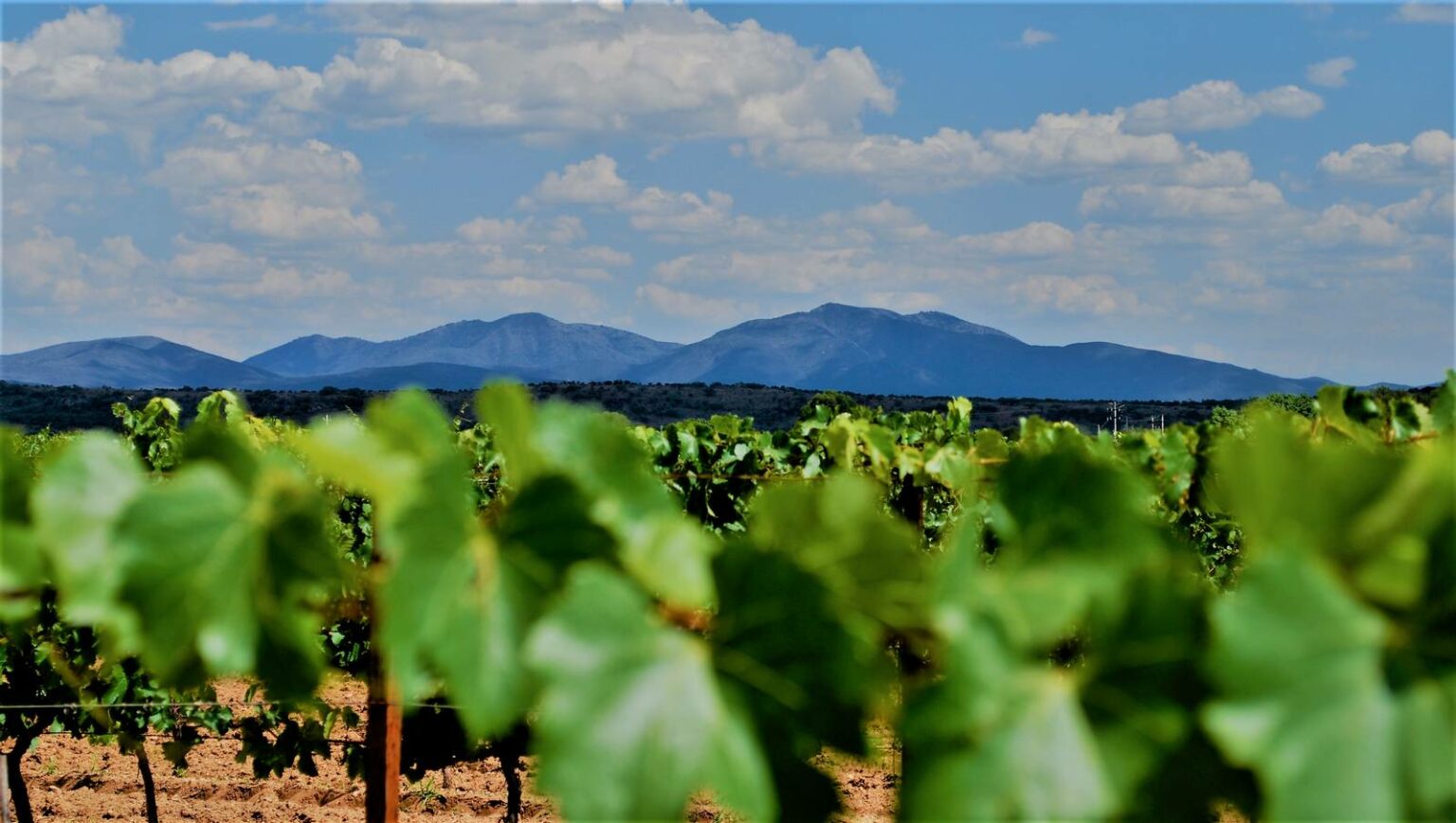 Sampling fine wines on the Querétaro Wine Trail - MexConnect